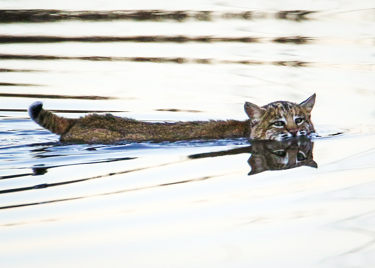 Bobcat Swimming | FWS.gov